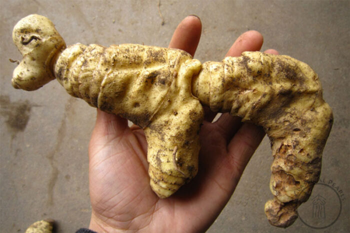Single Herbs: Huangjing (Rhizome Polygonati)